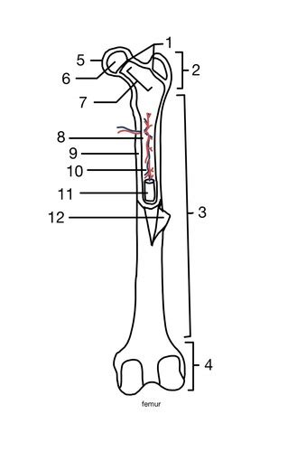 Anatomy Chapter Skeletal System Flashcards Quizlet