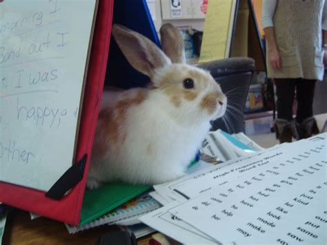 Our Classroom Pet Classroom Pets Classroom Pets