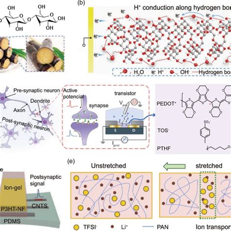 A The Material Of The Electrolyte Layer Dextran And The Molecular