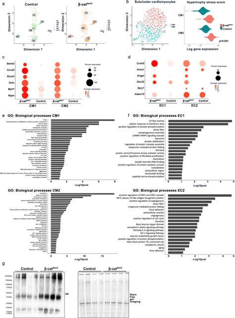 单细胞转录组学揭示病理重塑过程中具有心肌细胞蛋白质稳态特征的细胞外囊泡分泌 Communications Biology X Mol