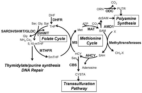 One Carbon Metabolism In Prostate Cancer The Role Of Androgen Signaling