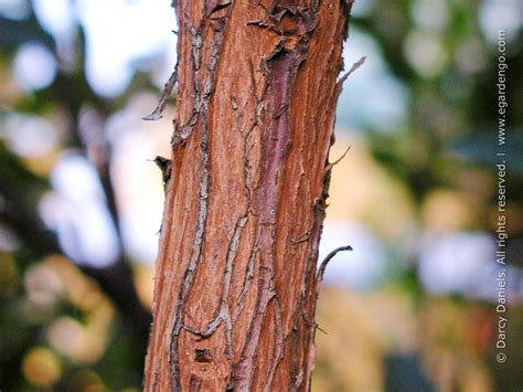Arbutus Unedo Bark