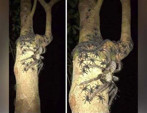 A Female Omothymus Spider Spotted In Malaysia 9gag