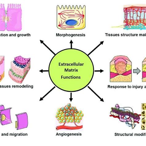 Components Of Extracellular Matrix Download Scientific Diagram