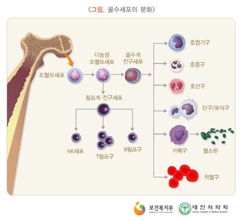 골수세포의 분화와 형태적혈구 백혈구혈소판 생산과정 네이버 블로그