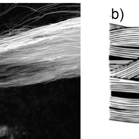 A Sem Image Of The Fracture Surface Of A Cnt Fibre In Which A Download Scientific Diagram