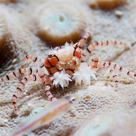 Pom Pom Crab Lybia Sp Marinesolutions