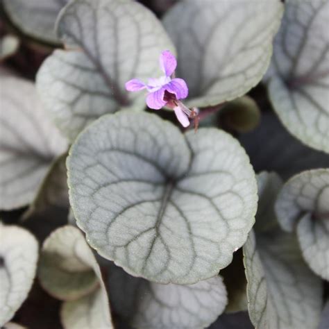 Viola Walteri Silver Gem Prostrate Blue Violet From Hoffie Nursery