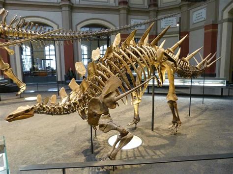 Kentrosaurus Sharp Lizard