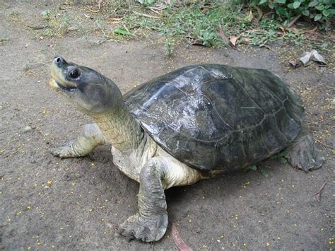 Kachuga Junglekey Fr Image 50