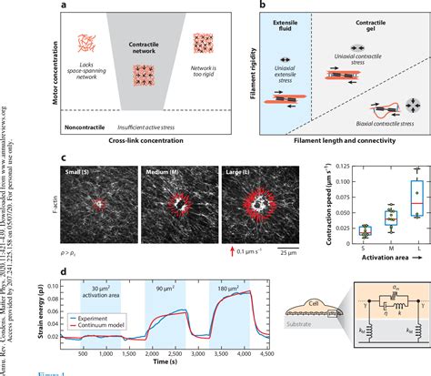 Figure 1 From The Actin Cytoskeleton As An Active Adaptive Material Semantic Scholar