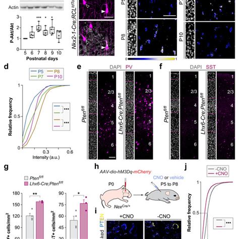 Pyramidal Cell Activity Controls Interneuron Cell Survival Through Pten