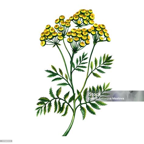 약용 탠시 약국 허브입니다 수채화 손으로 그린 그림입니다 흰색 배경에 격리합니다 유용한 차 약초 포장용 라벨 약국 배너 레이아웃