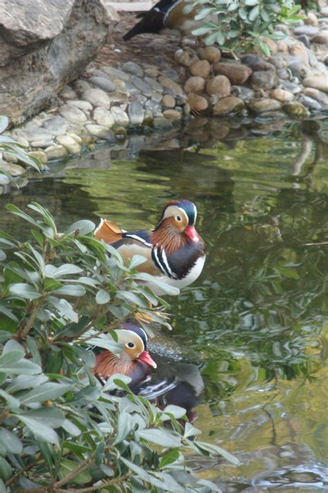 San Diego Zoo San Diego Zoo Pets Zoo