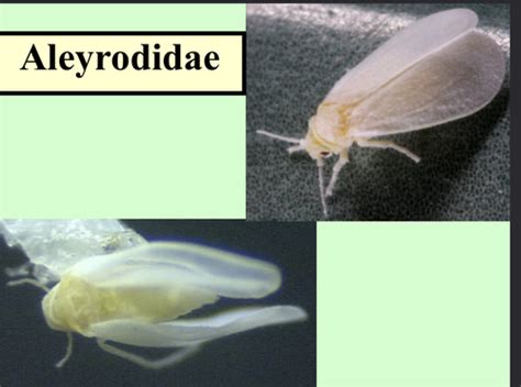 Insect Id Midterm Practical Flashcards Quizlet