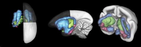 Gene Expression Connectivity Mapping Brain Minds