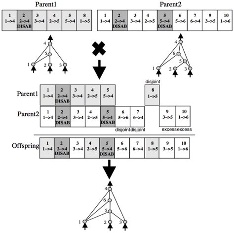 Neuroevolution — Evolving Artificial Neural Networks Topology From The Scratch By Newground Ai