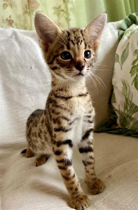 Collars For Savannah Cats At Mildred Fulcher Blog