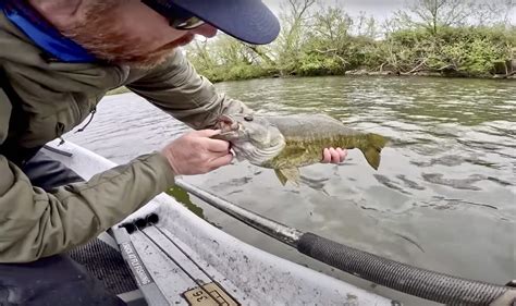 Huge Smallmouth Bass Midcurrent