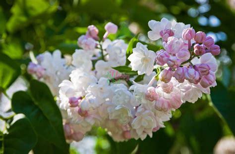 Сирень Красавица Москвы обыкновенная Поиск - купить в Нижнем Новгороде ...