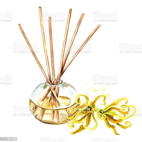 막대기와 꽃이 있는 유리병에 담긴 일랑일랑 액체 청정기 흰색 배경에 격리 된 수채화 손으로 그린 그림 건강관리와 의술에 대한