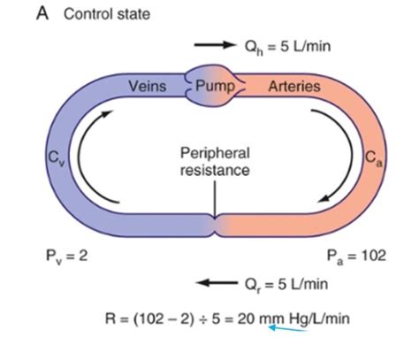 Regulation Of Cardiac Output Flashcards Quizlet