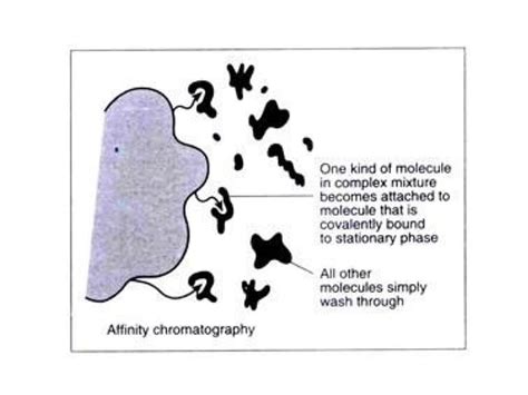 Isolation And Purification Of Enzymes Ppt Shaving Personal Care