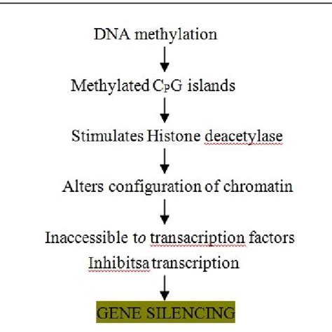 Flow Chart Showing Sequence Events Of Dna Methylation On Chromatin