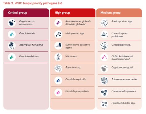 Need For Surveillance And Stewardship Actions Who Fungal Priority Pathogens List Global Pps