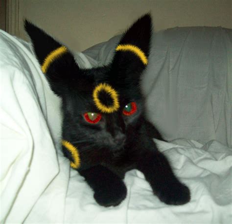 Real Life Umbreon By Shakiera On Deviantart