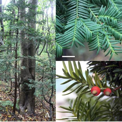 Taxus Cuspidata Var Latifolia A Plants B Twig And Leaf C Seed