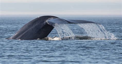 Best Time For Whale Watching In Quebec 2019 When And Where To See