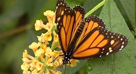 Biosfera Rtp Arquivos