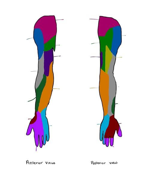 Dermatomes Upper Extremity Diagram Quizlet