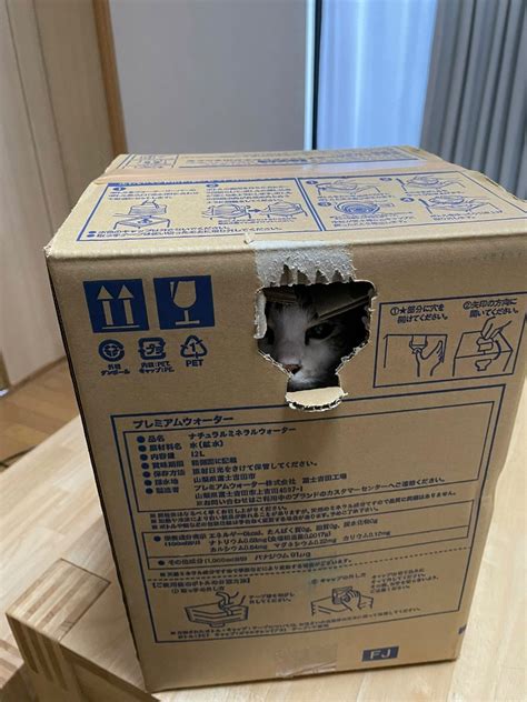 貓討厭外出籠！飼主出妙招「紙箱挖洞」整箱搬去看醫生 網笑：超狂