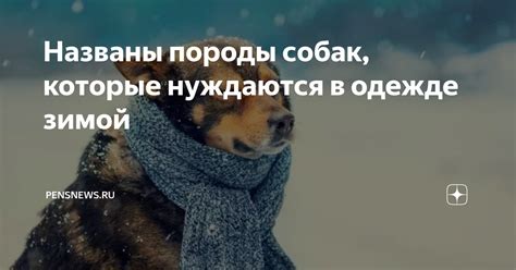 Названы породы собак которые нуждаются в одежде зимой Pensnews Ru Дзен