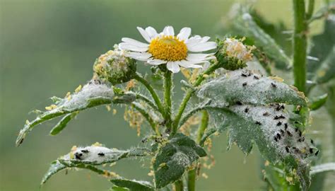 How To Grow And Care For Chamomile Plantly