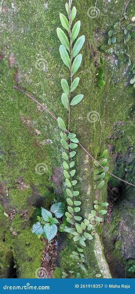 Parasites And Tree Moss Stock Image Image Of Plants 261918357