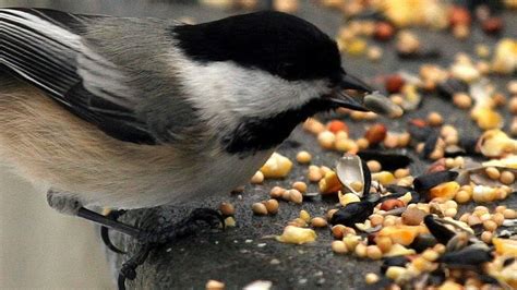 НА ПШЕНО ДЛЯ ВСЕХ ИНГА ХОСРОЕВА Youtube