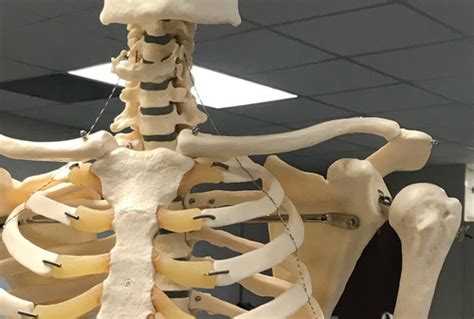 Appendicular Skeleton Flashcards Quizlet