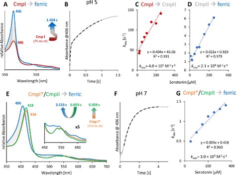 Reaction Of Compound I And Compound I With Serotonin A Biphasic