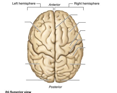Superior View External Brain Structures Diagram Quizlet