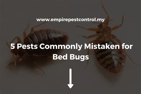 5 Pests Thats Commonly Mistaken For Bed Bugs
