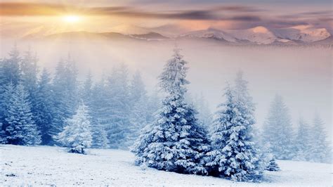 4k Winter Trees Wallpapers Wallpaper Cave