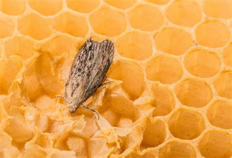 What Is A Wax Moth 10 Facts You Didnt Know Beeswiki