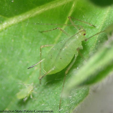 Potato Aphid Macrosiphum Euphorbiae Northwest Potato Research