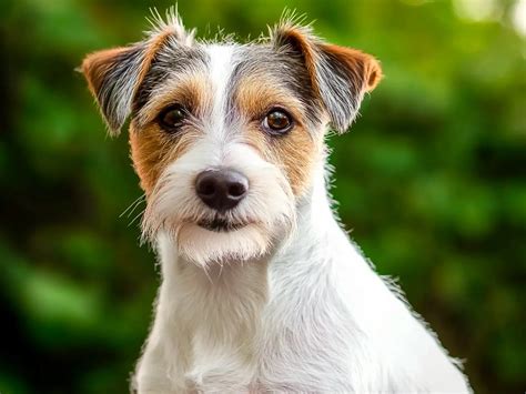 Parson Russell Terrier Der Energiegeladene Und Wendige Fuchsjäger