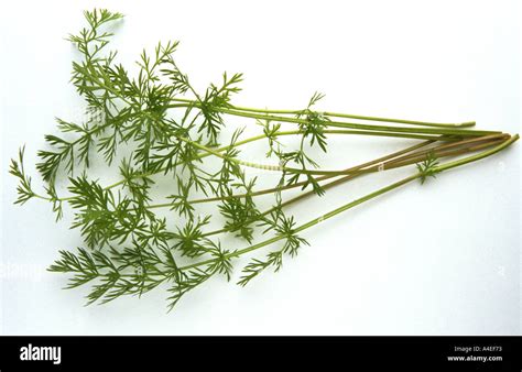 Growing Cumin Plant