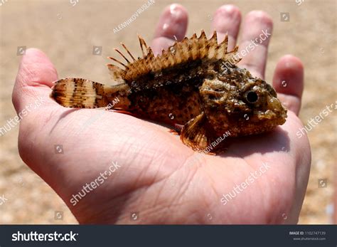 Prickly Fish 2 090 Images Photos Et Images Vectorielles De Stock