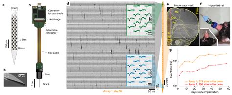 Basic Neurobiology — Machine Learning Methods For Neural Data Analysis